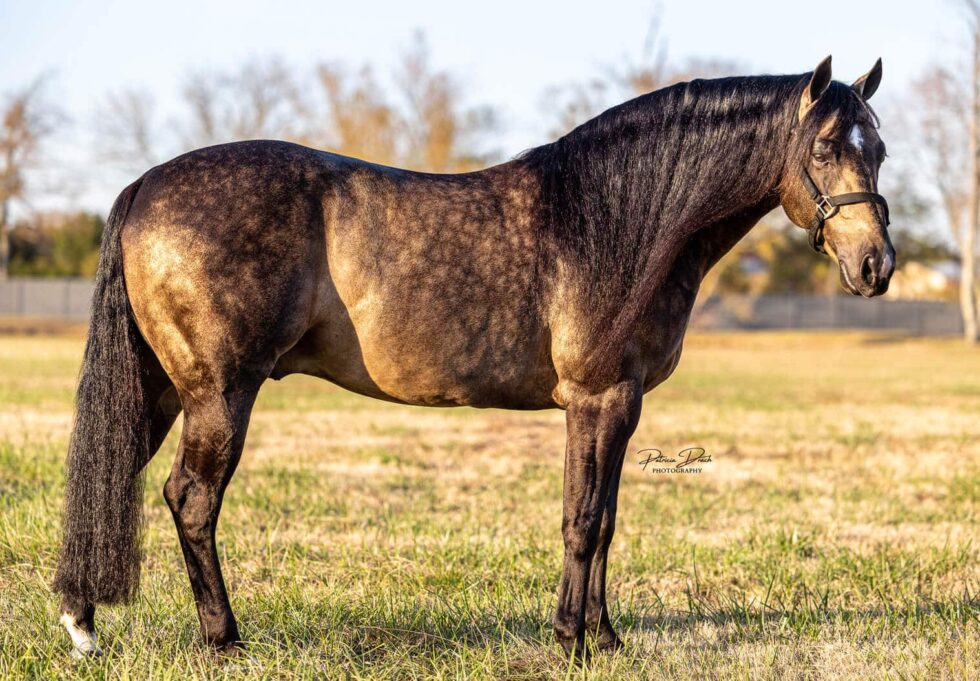 Smart Cowboy Whiz | ThorSport Ranch